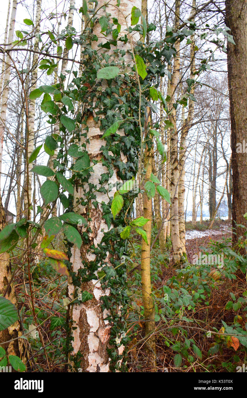 Green leaves of this creeping plant crawling up a tree trunk here in ...