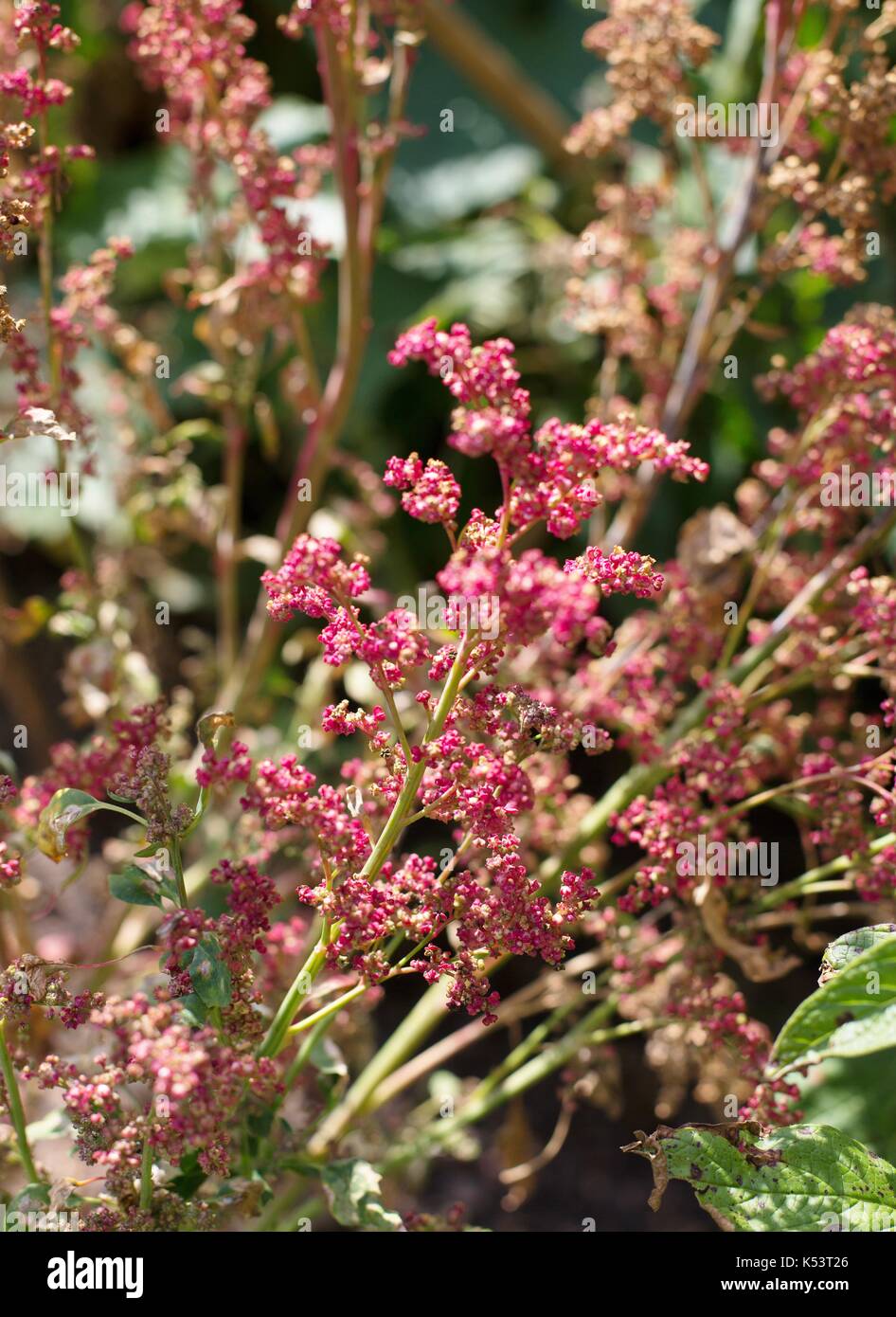 Quinoa plant hi-res stock photography and images - Alamy