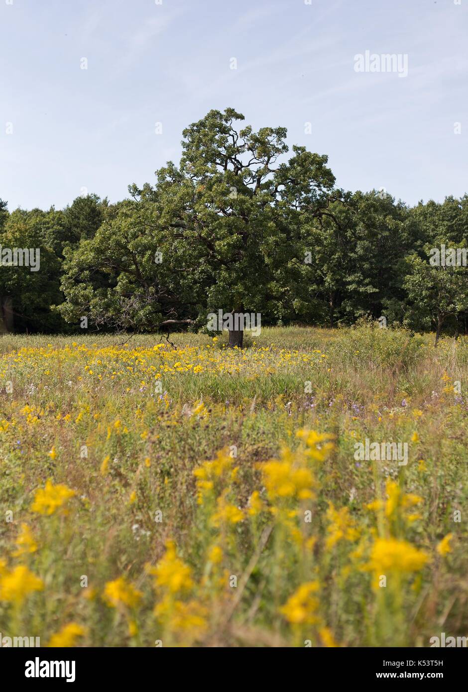 A prairie filled with wild flowers, at the Minnesota Landscape ...