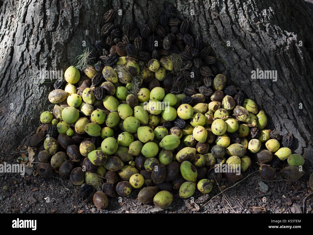 A large pile of nuts at the base of a tree, at the Minnesota Landscape ...