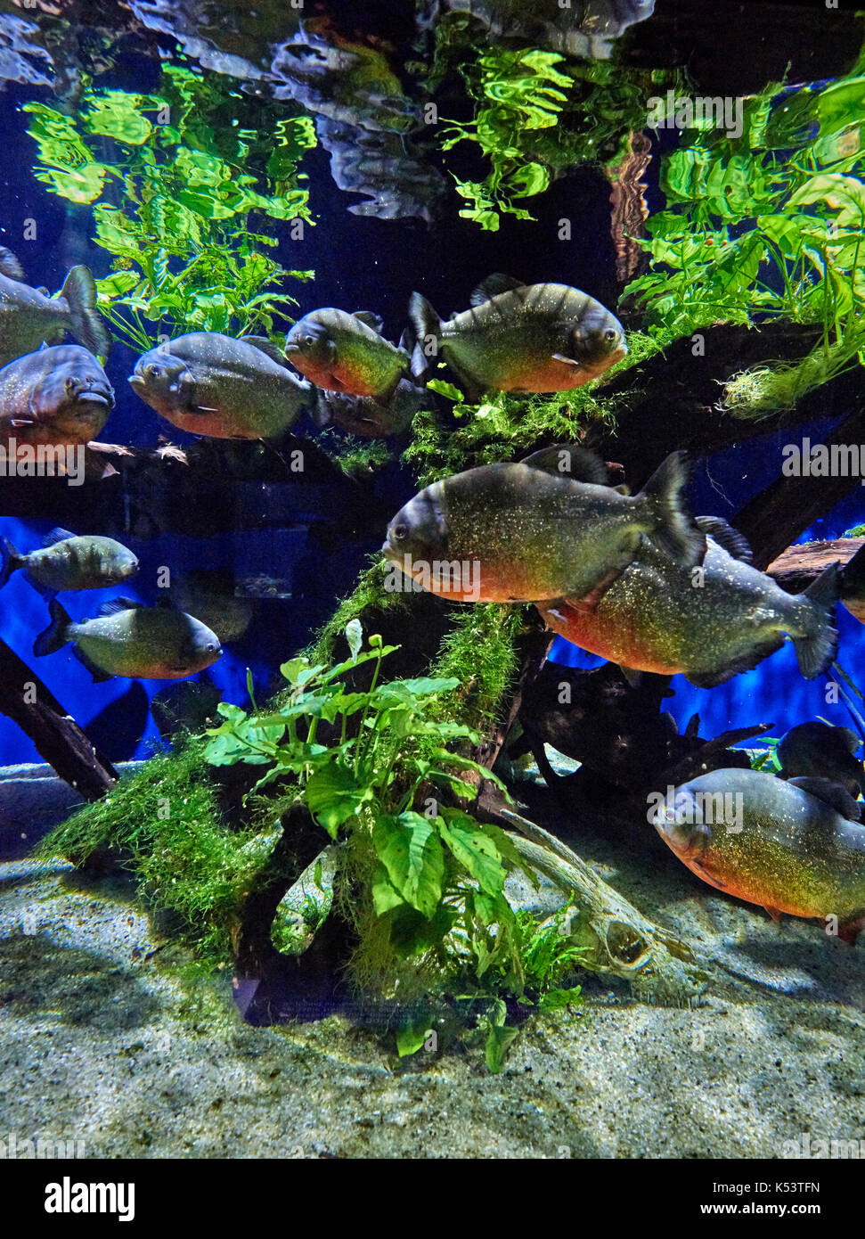 French Riviera FRN Stock Photo - Alamy