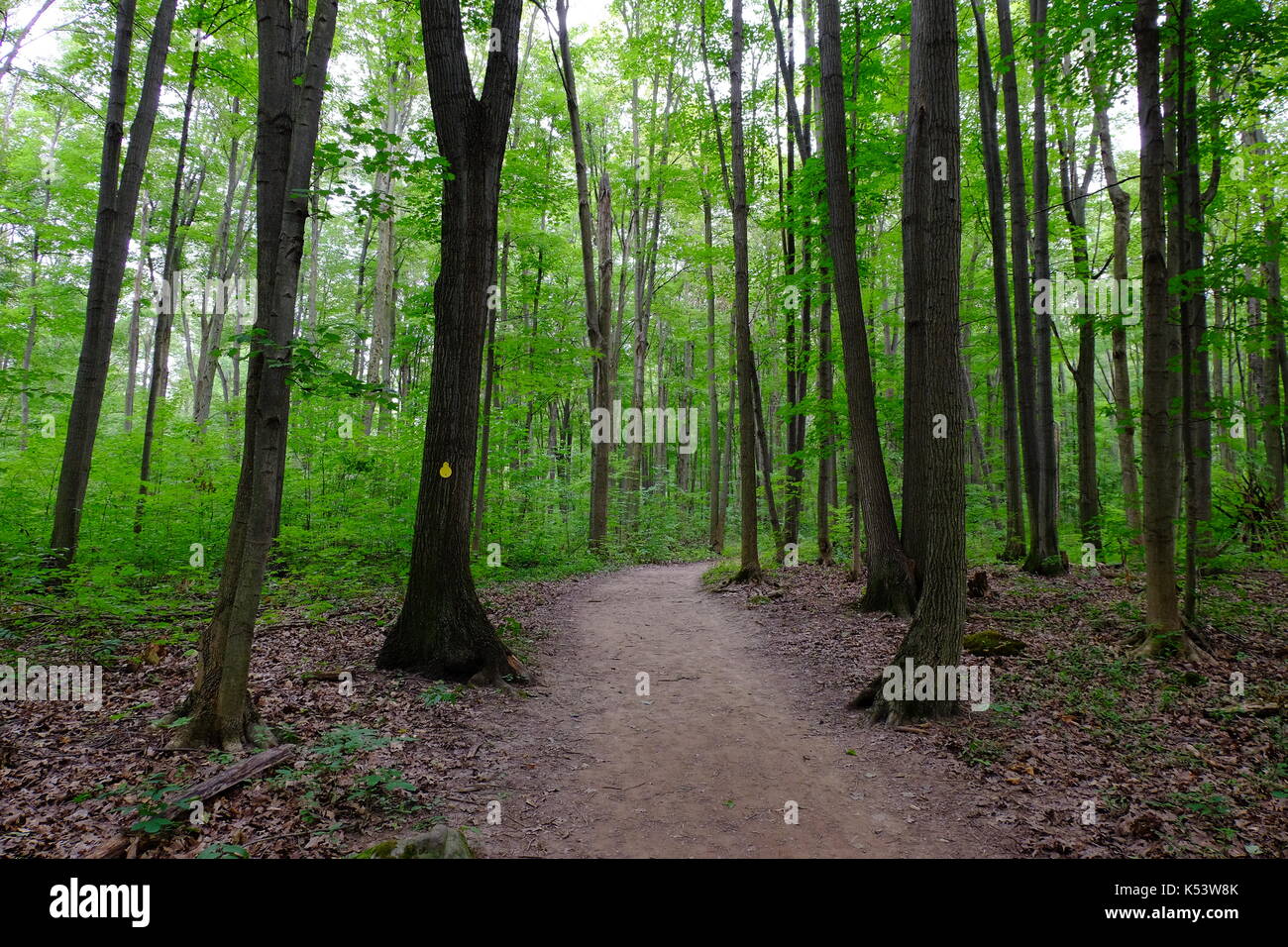 Hiking trail path in the forest with main trail blaze Stock Photo - Alamy