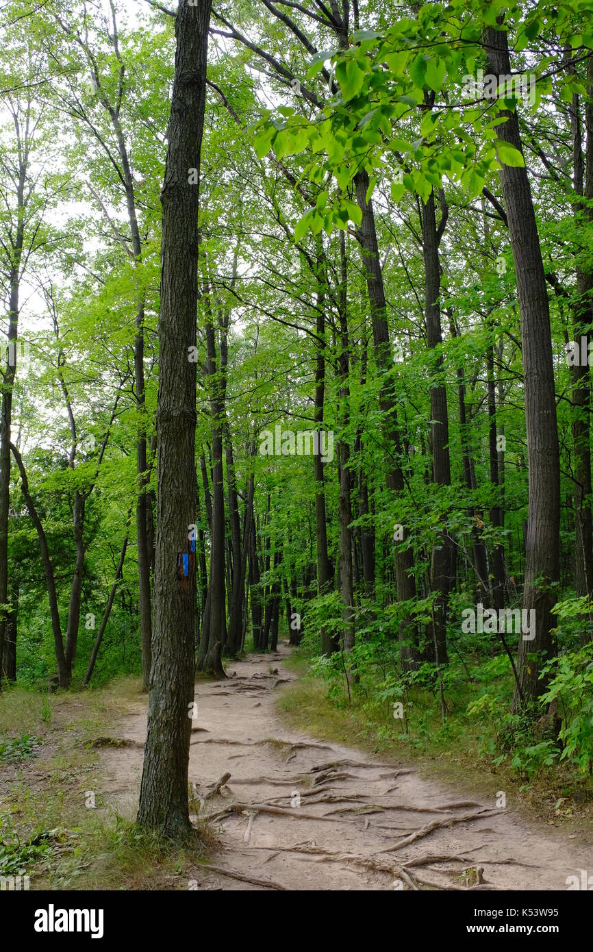 Hiking trail path in the forest with trail blaze Stock Photo - Alamy