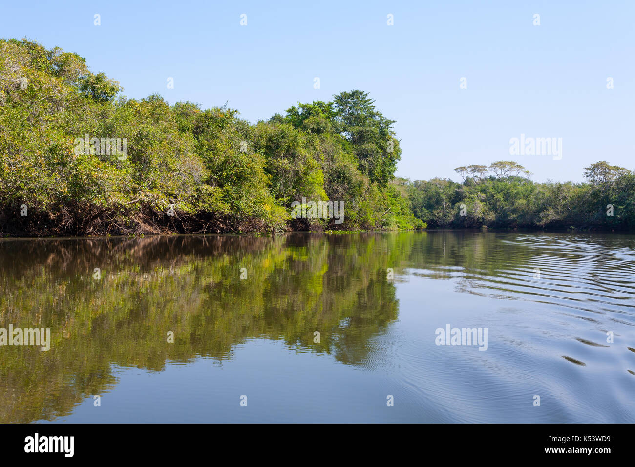 Panorama from Pantanal, Brazilian wetland region. Navigable lagoon ...