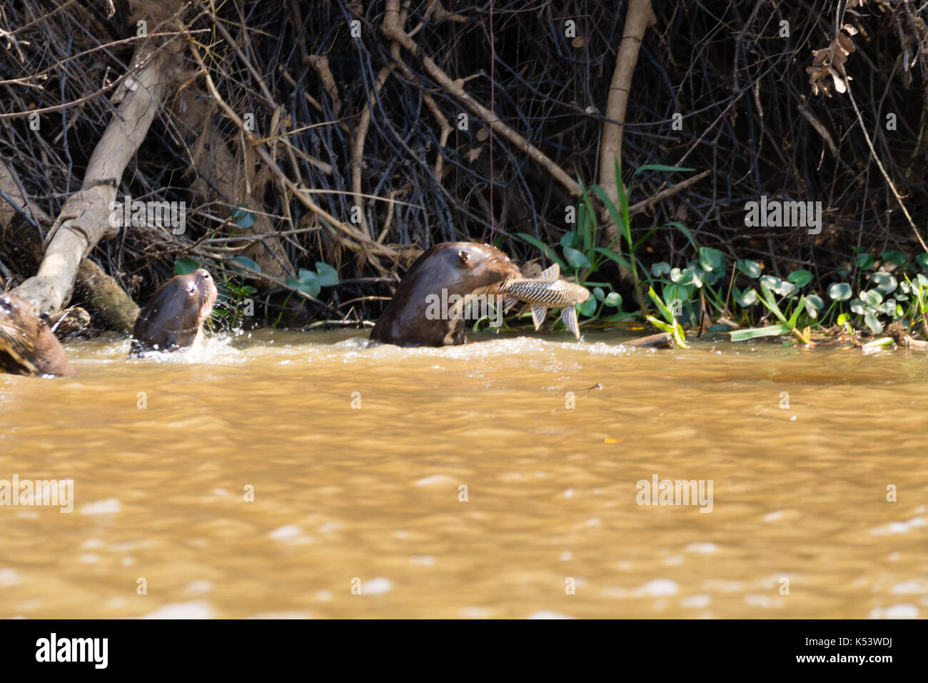 Giant otter on water from Pantanal wetland area, Brazil. Brazilian ...