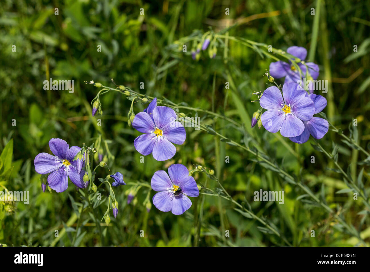 Linum Lewisii