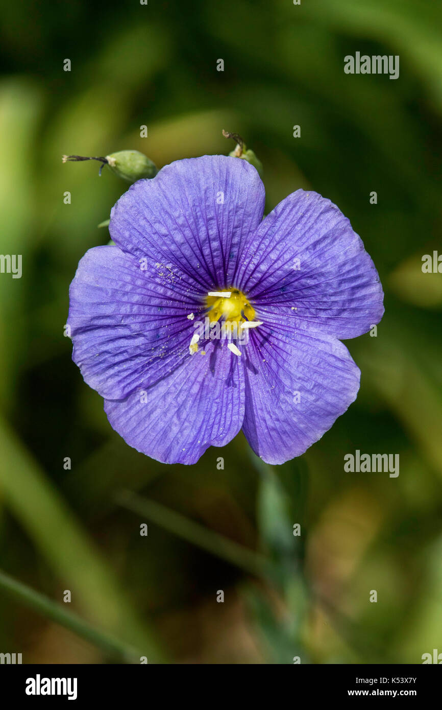 Blue Flax Linum lewisii Lower Cataract Lake, south of Kremmling ...