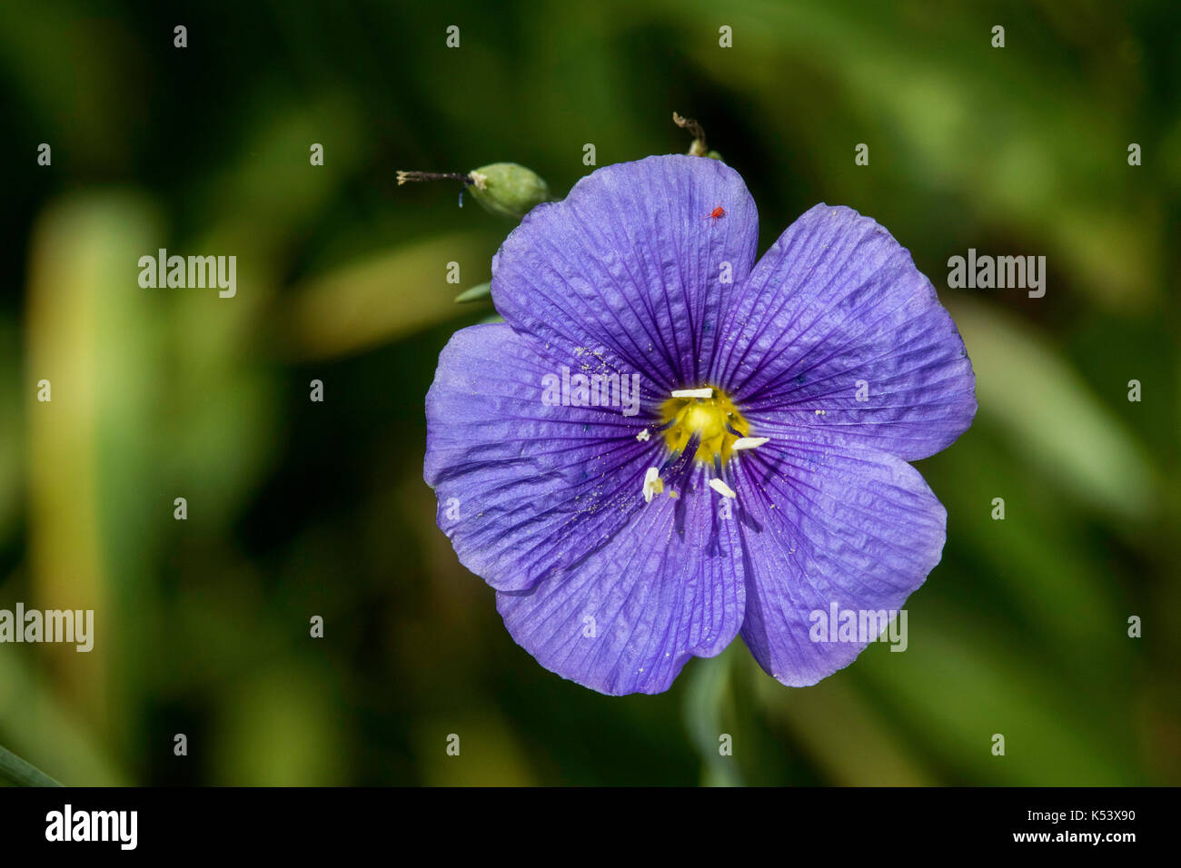 Blue Flax with red mite Linum lewisii Lower Cataract Lake, south of ...