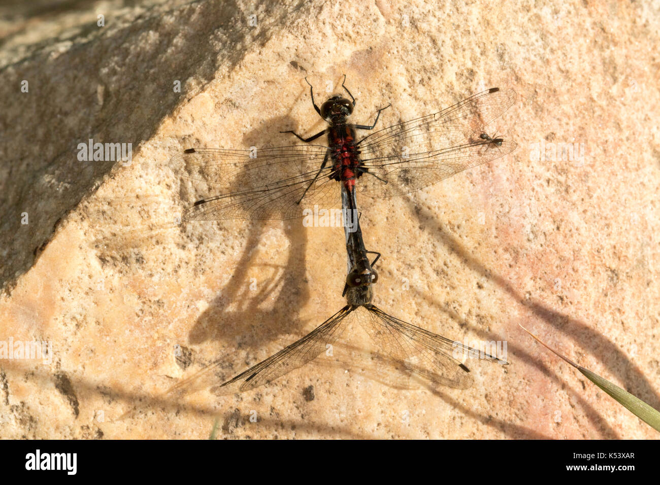 Leucorrhinia hudsonica hi-res stock photography and images - Alamy
