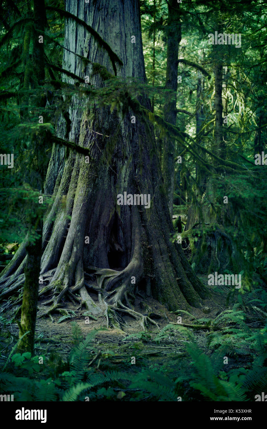 Old crooked cedar tree with exposed roots in a forest Cathedral grove ...
