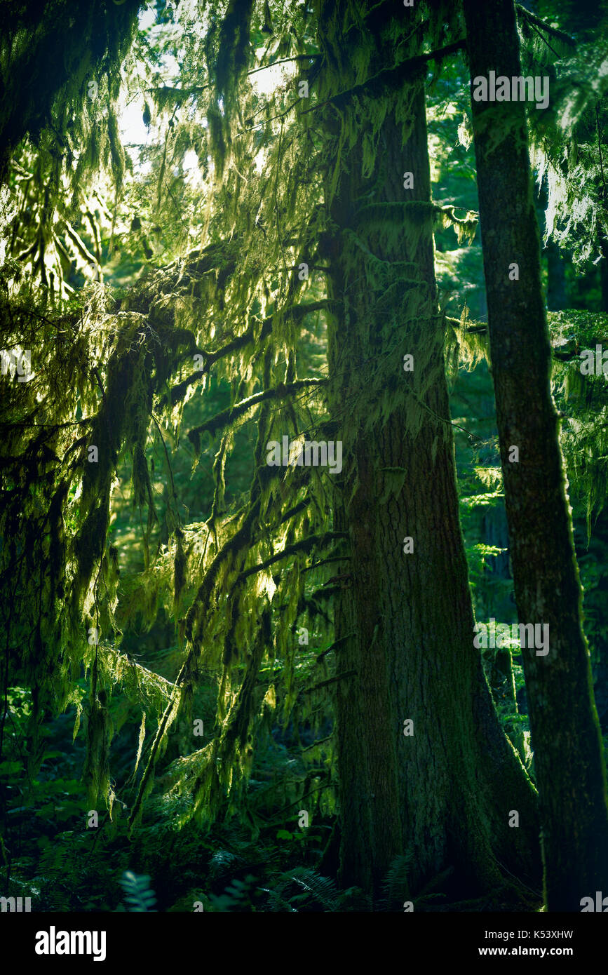 Douglas fir trees with mossy branches in a forest lit by sunlight ...