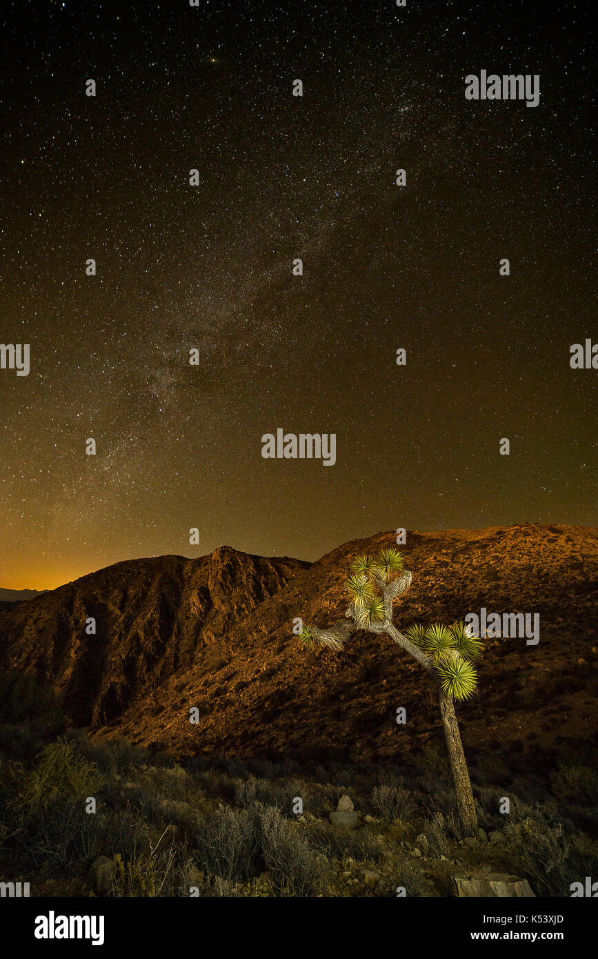 A single Joshua Tree at Keys View in Joshua Tree National Park. The ...