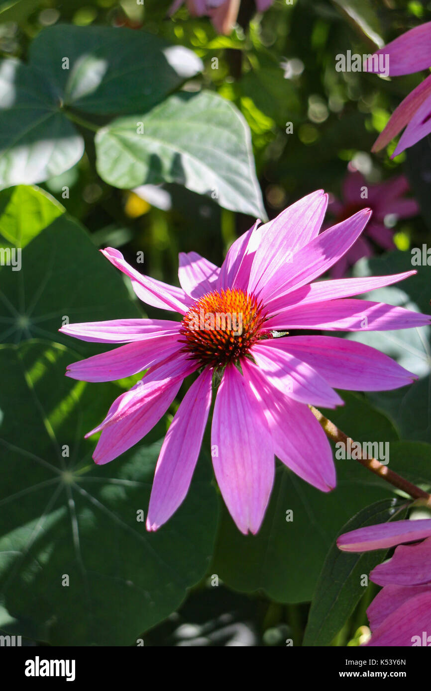 Echinacea plant with root hi-res stock photography and images - Alamy