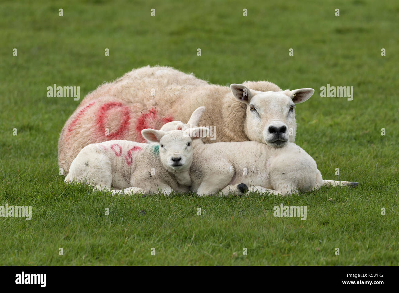 Spring lambs with 'mum' near Bendgate Farm, Long Preston, in England's ...