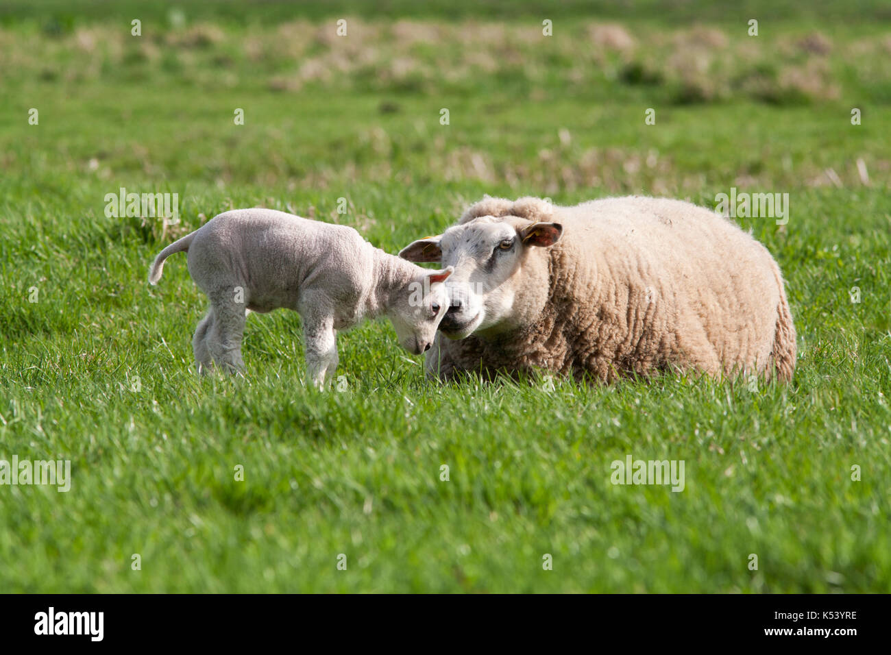 Cute sheep young hi-res stock photography and images - Alamy