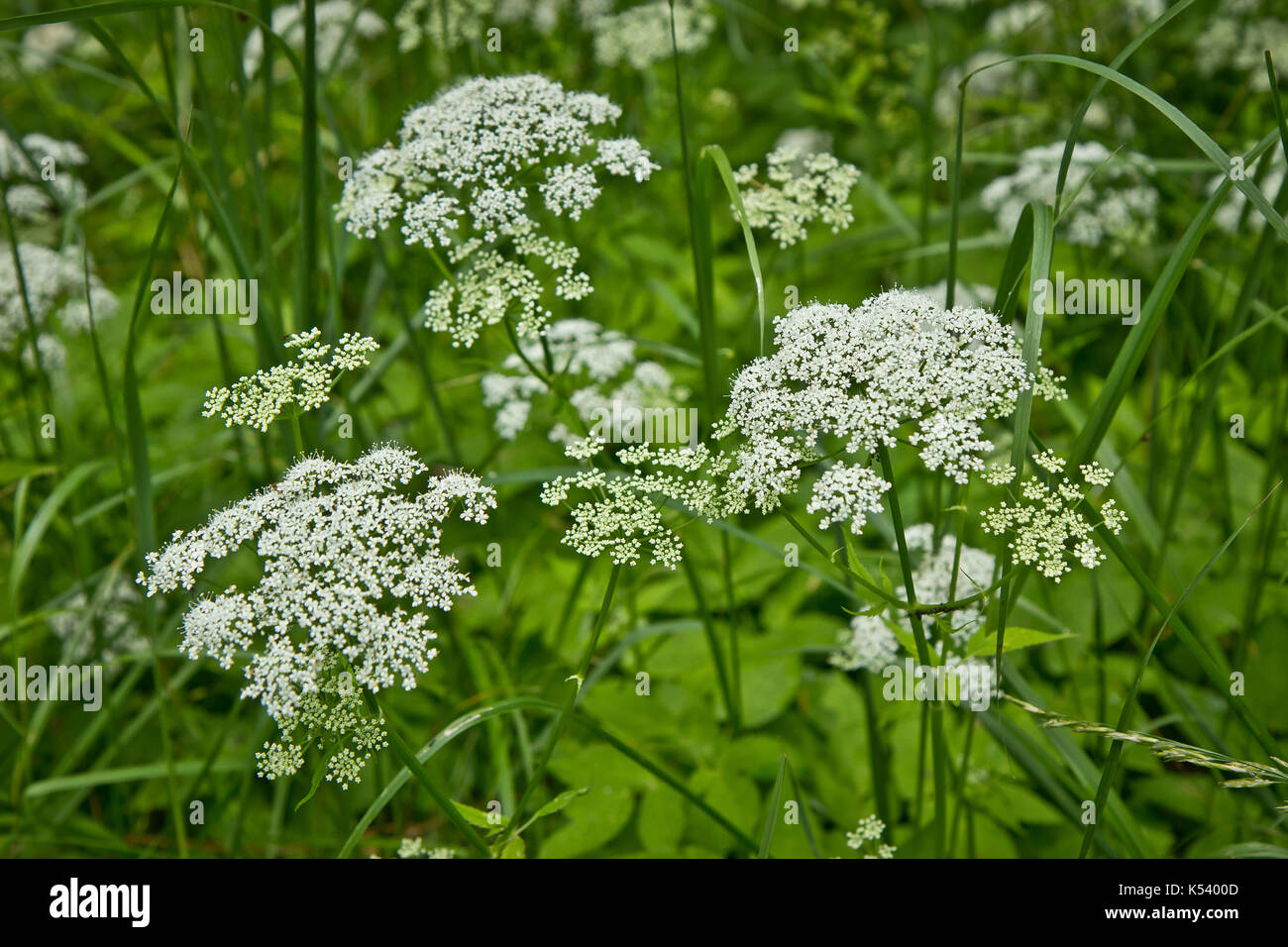 Goutweed hi-res stock photography and images - Alamy