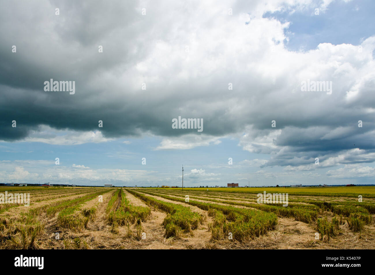 Padi field sekinchan malaysia sekinchan hi-res stock photography and ...