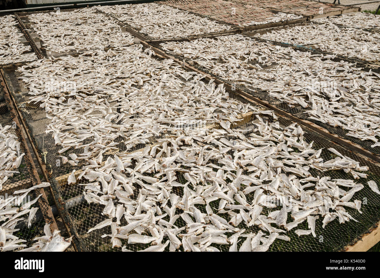 Natural Drying of salted fish - Salted fish under the sun Stock Photo ...