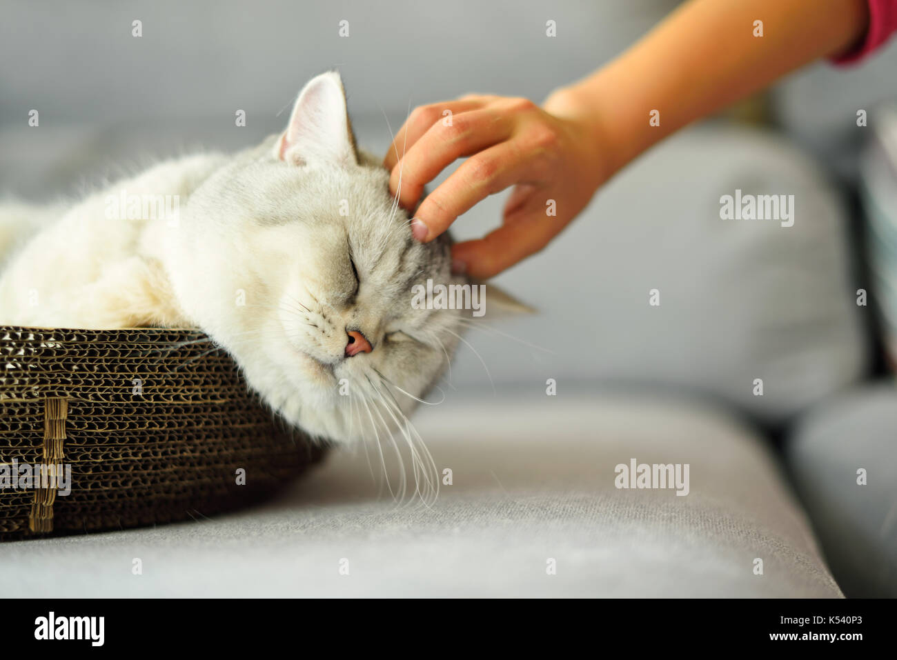 Animal scratching head hi-res stock photography and images - Alamy