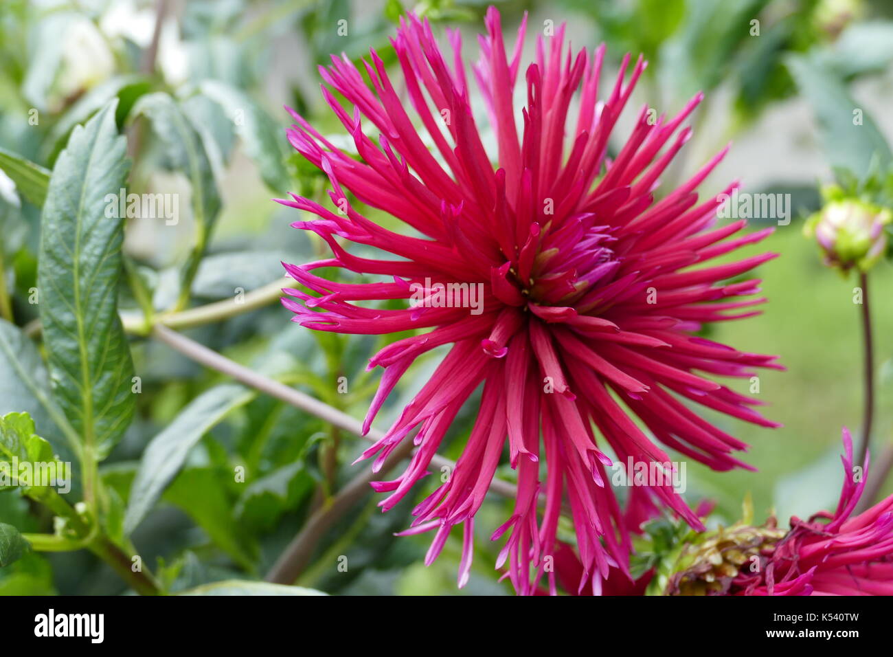 Elegant pink bloom in the water hi-res stock photography and images - Alamy
