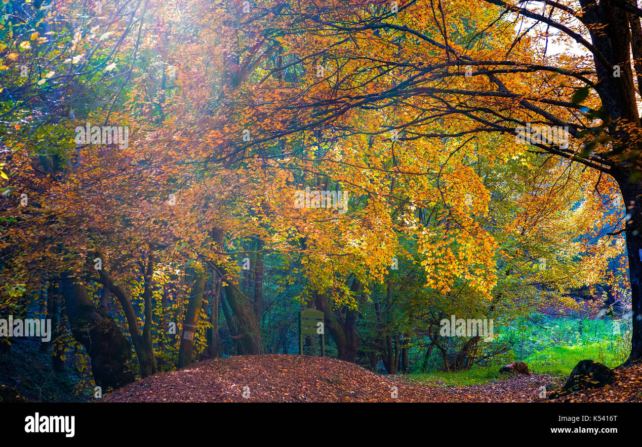 colorful forest in autumn Stock Photo - Alamy