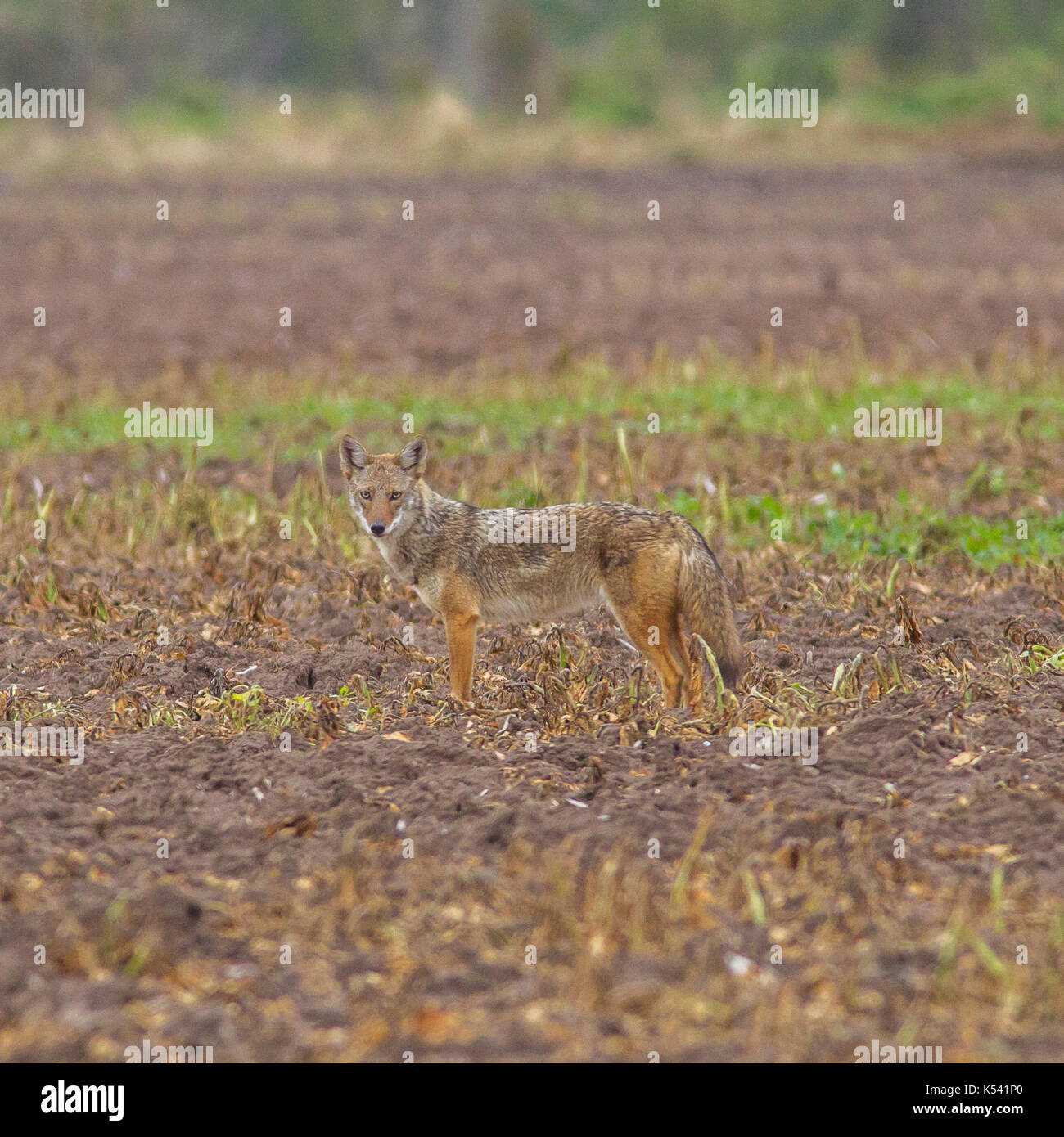 Texas coyote hi-res stock photography and images - Alamy