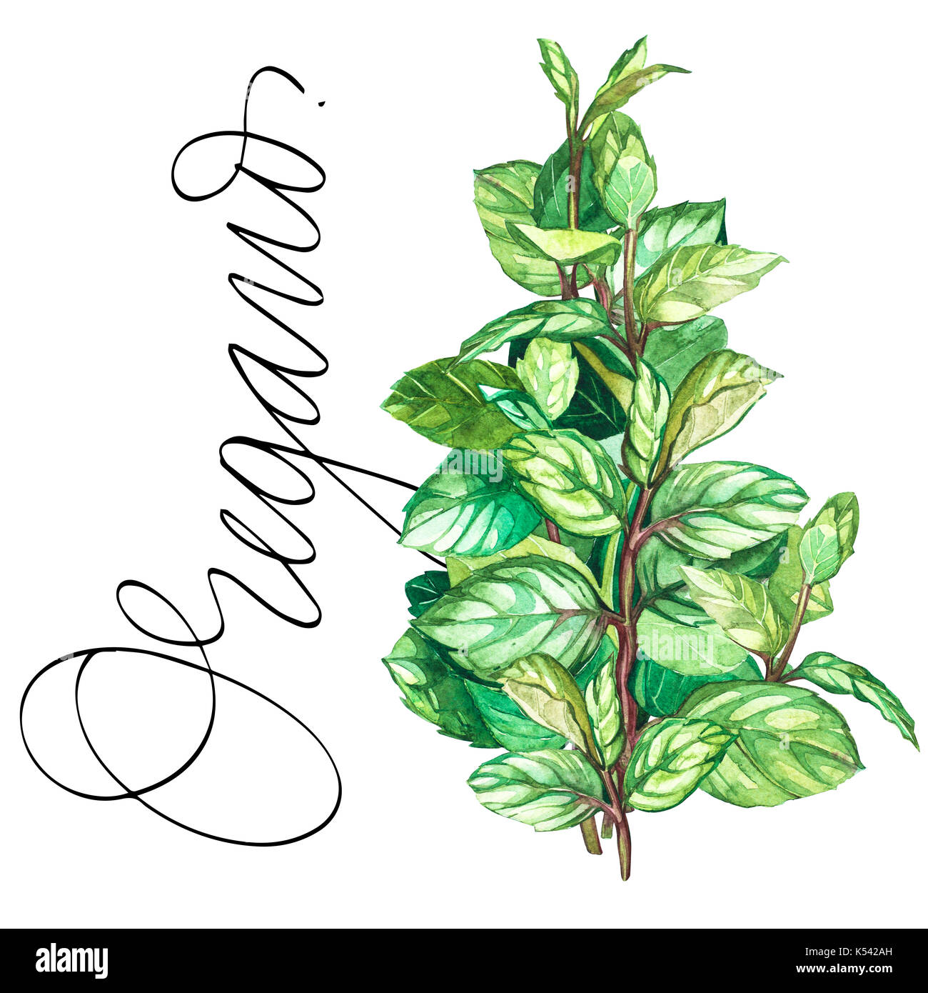 Oregano Illustration High Resolution Stock Photography and Images - Alamy