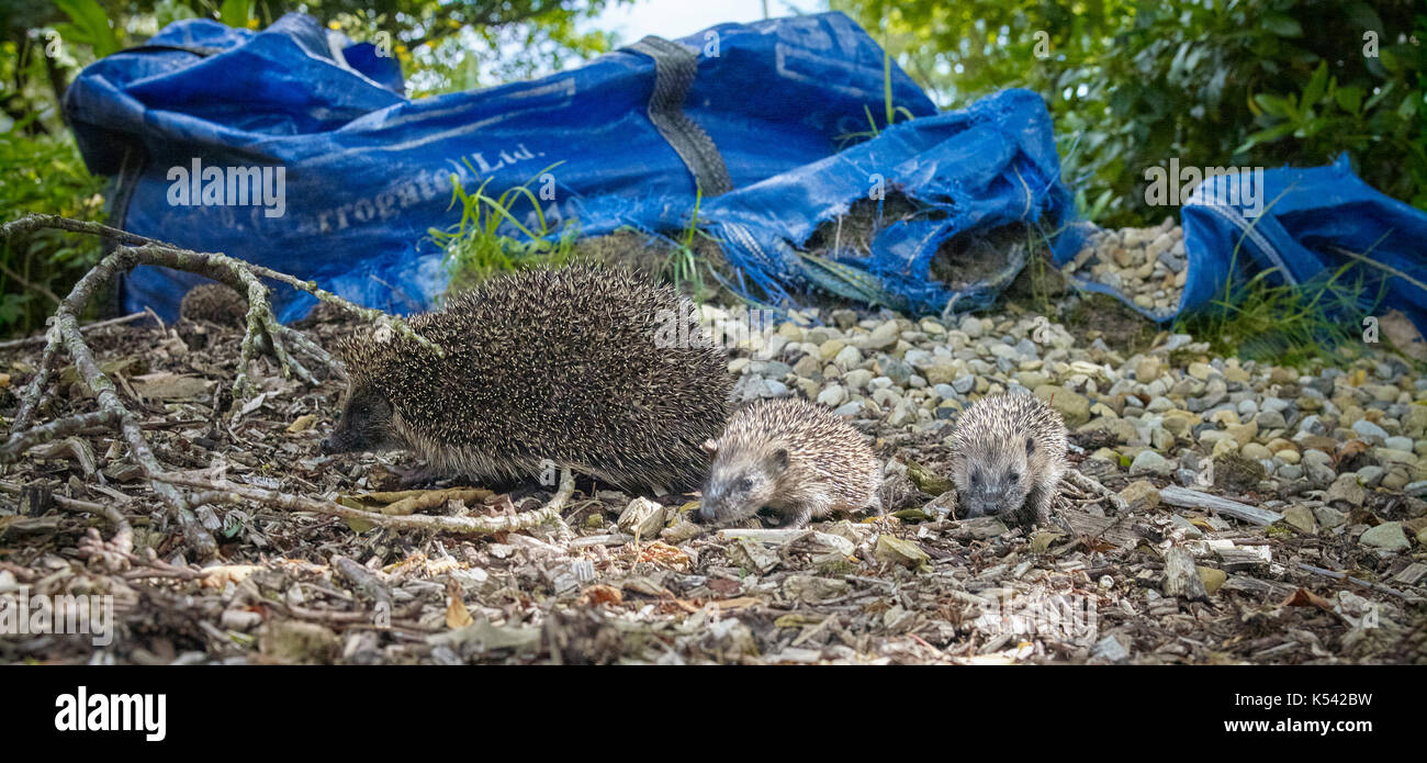 Hedgehogs family hi-res stock photography and images - Alamy