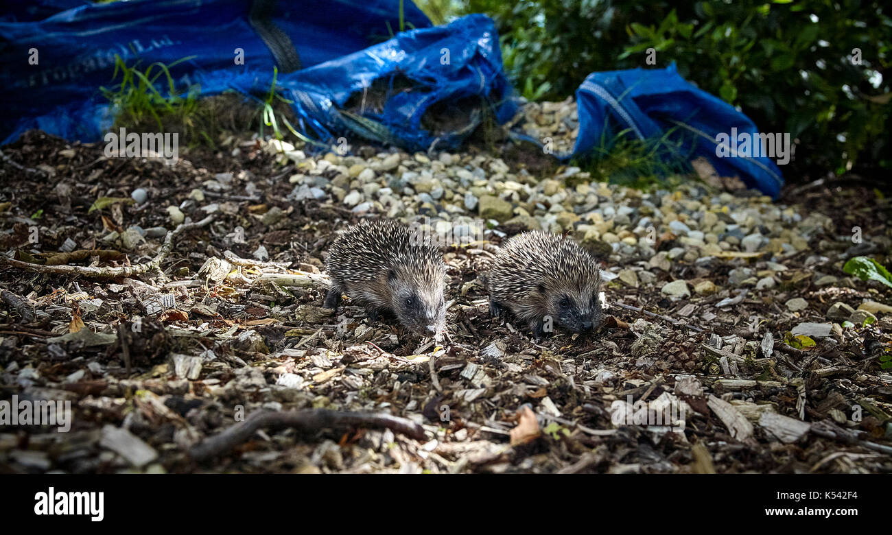 Baby hedgehogs hi-res stock photography and images - Alamy