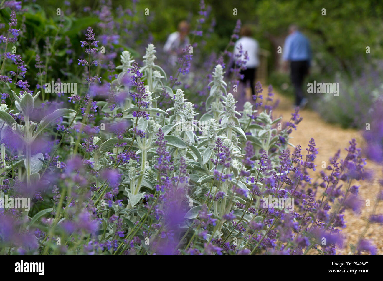 Lavender pathway hi-res stock photography and images - Alamy