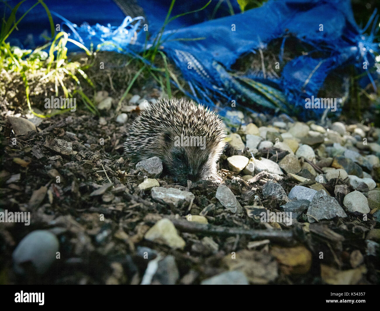 Mother and baby hedgehogs playing and exploring in wood chippings in ...