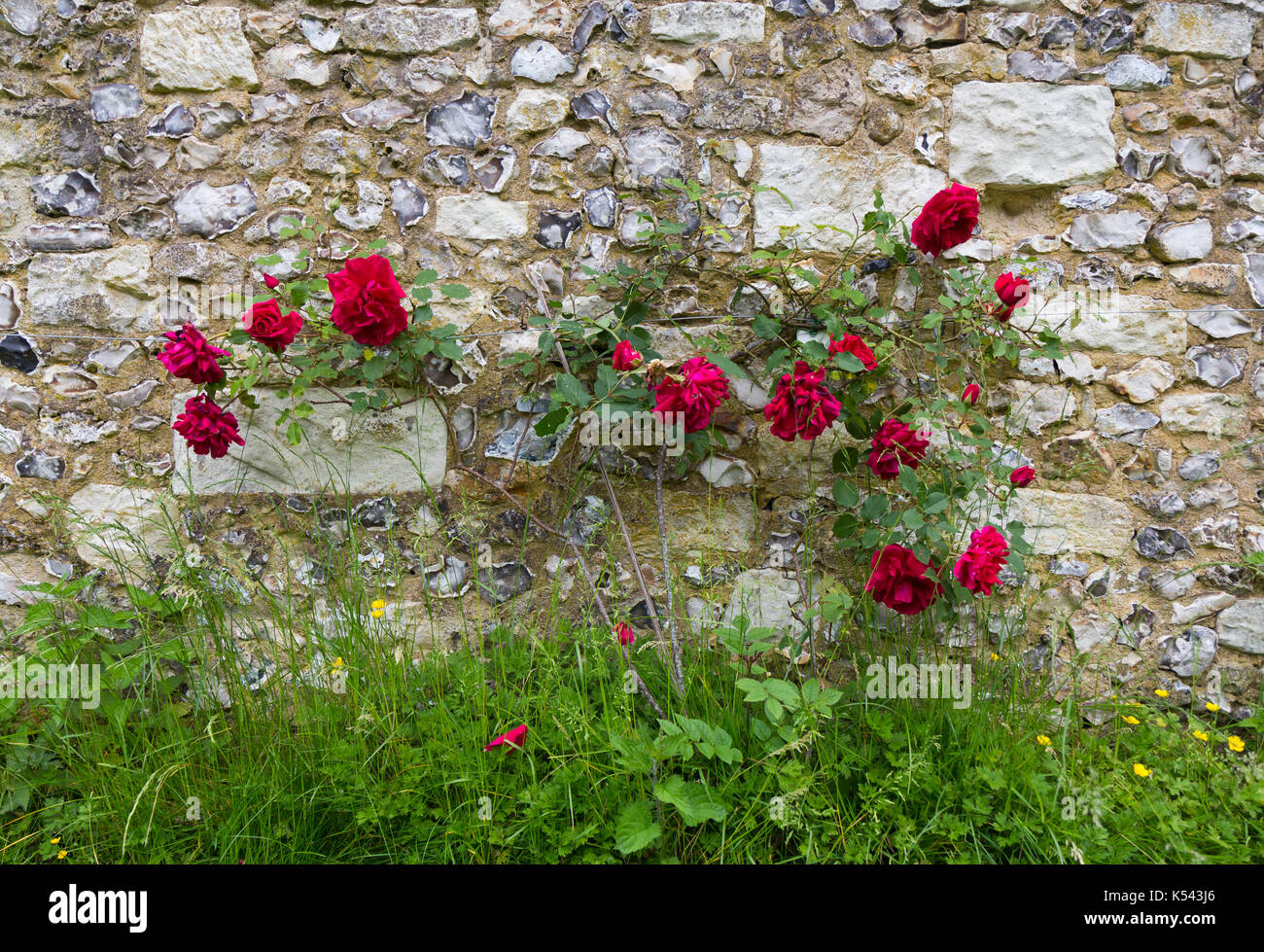 Climbing rose plants hi-res stock photography and images - Alamy