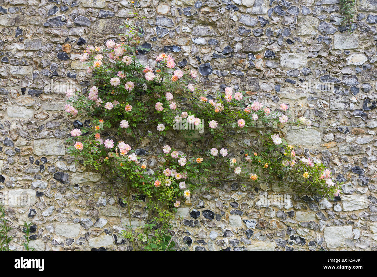 Climbing rose against wall hi-res stock photography and images - Alamy