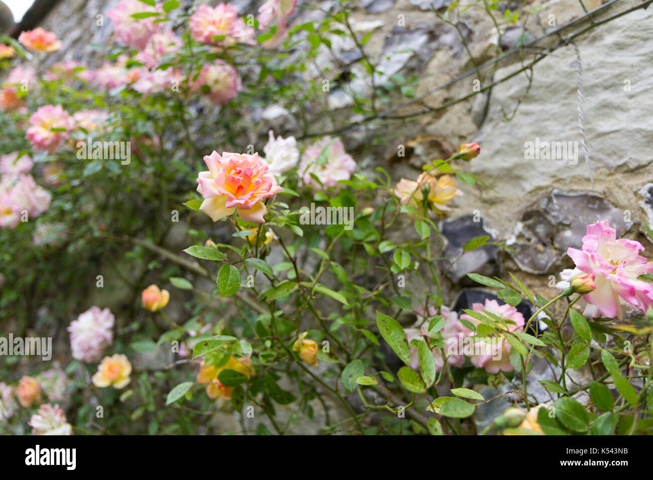 Climbing rose against wall hi-res stock photography and images - Alamy