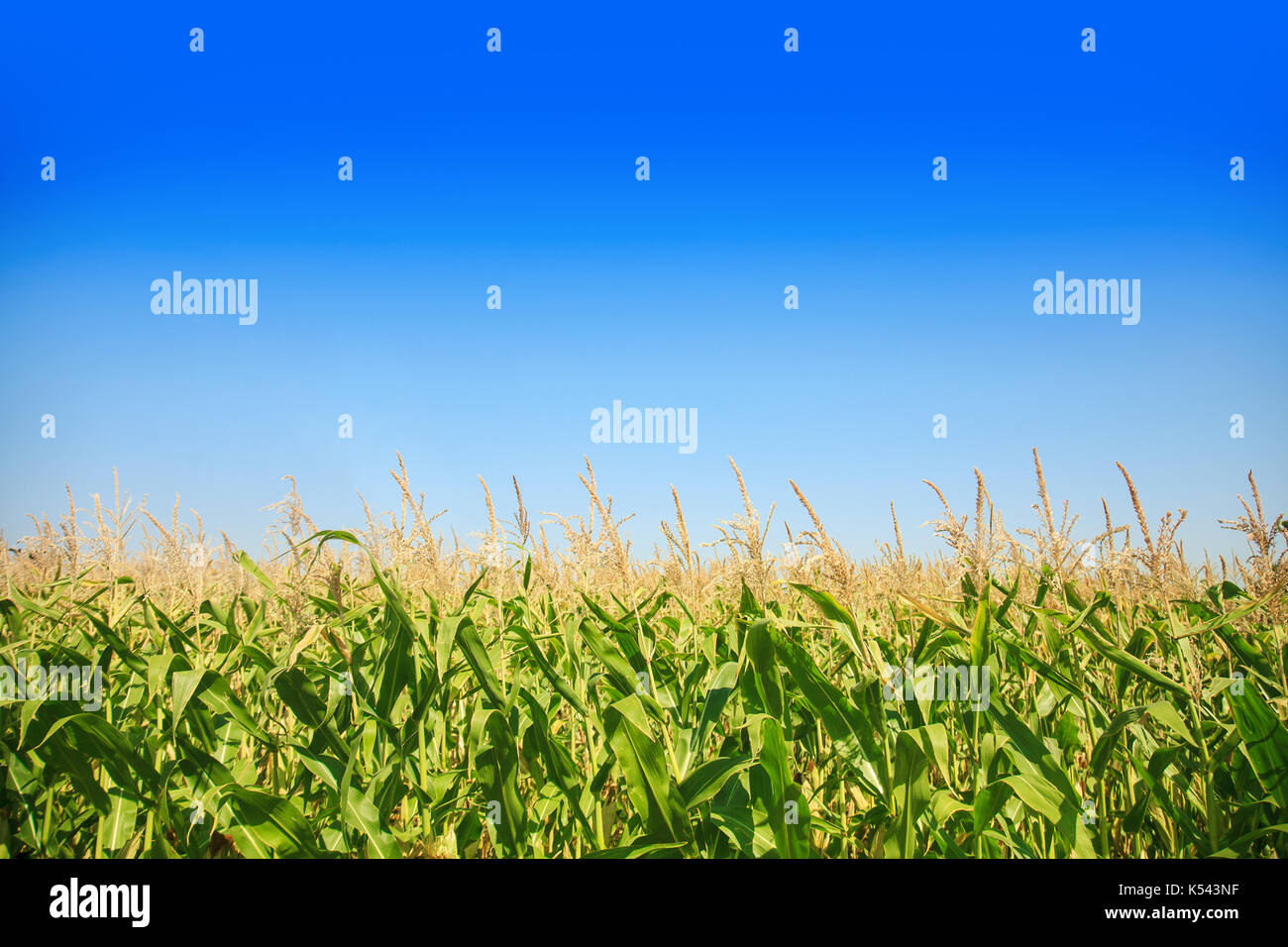 Corn stalks against blue sky hi-res stock photography and images - Alamy