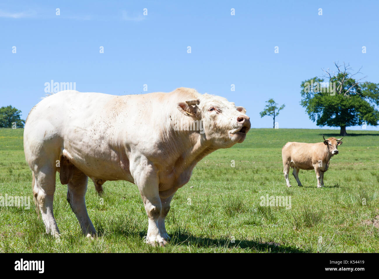 Large white Charolais beef bull standing bellowing in a lush green ...