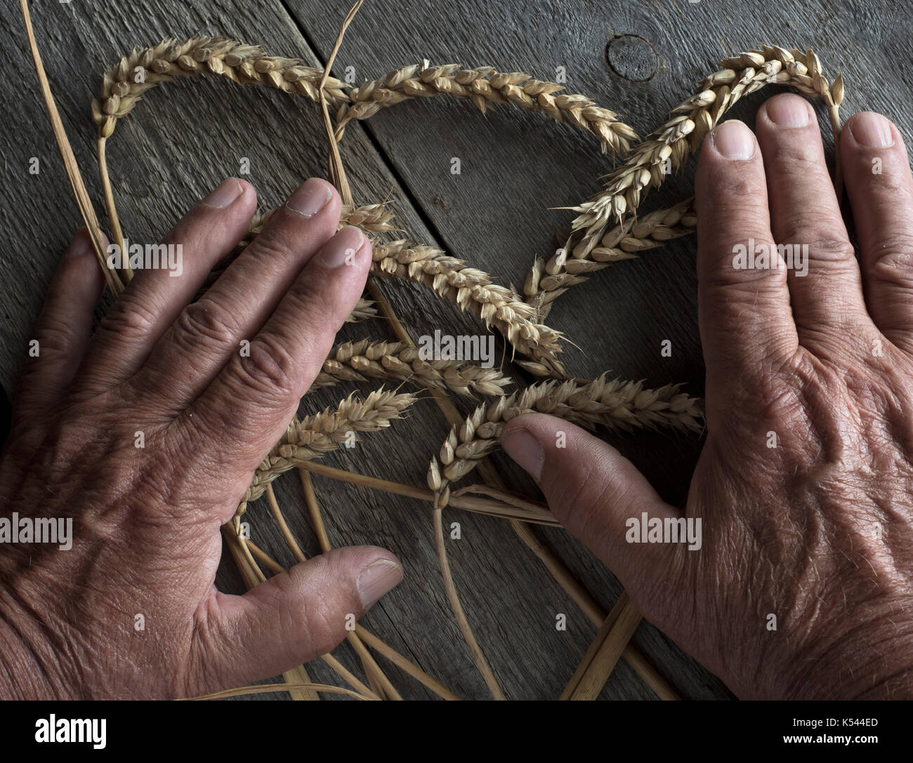 Farm workers hands and wheat ears (hands of the photographer Stock ...