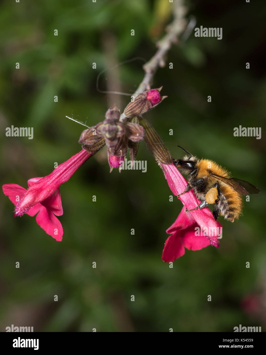 A bumblebee nectar robbing a red flower in a South of France garden ...