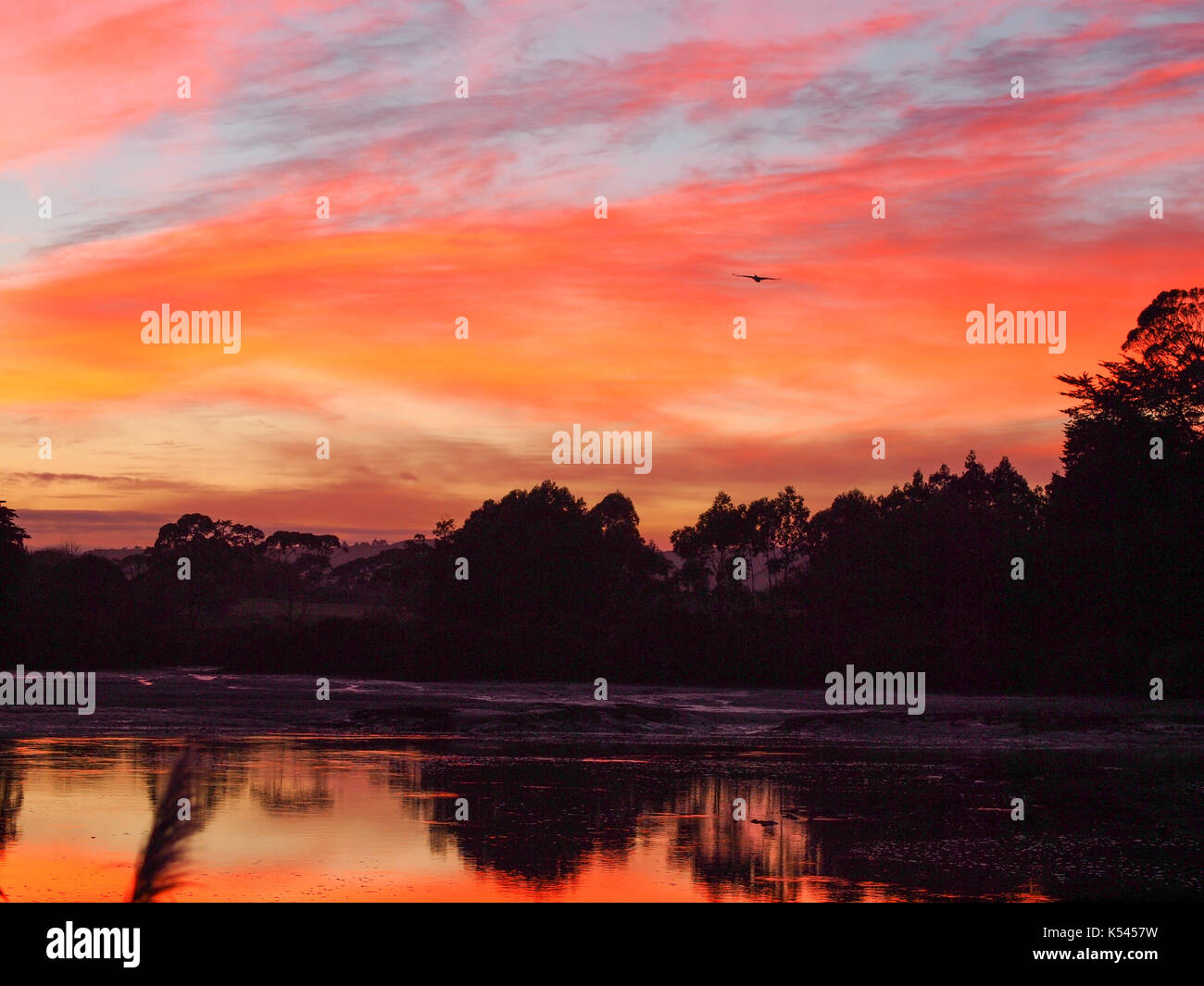 Karaka tree hi-res stock photography and images - Alamy