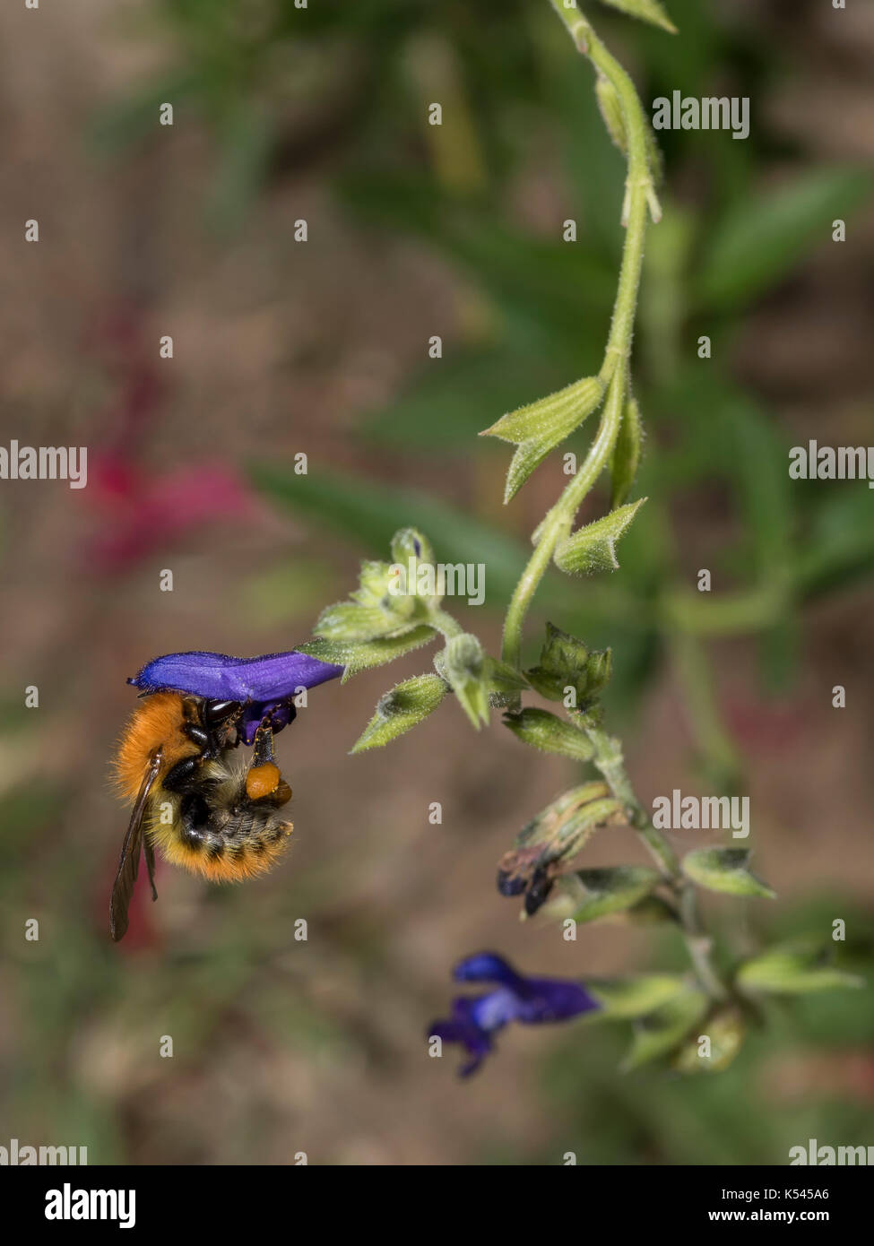 A bumblebee nectar robbing a flower in a South of France garden, insect ...