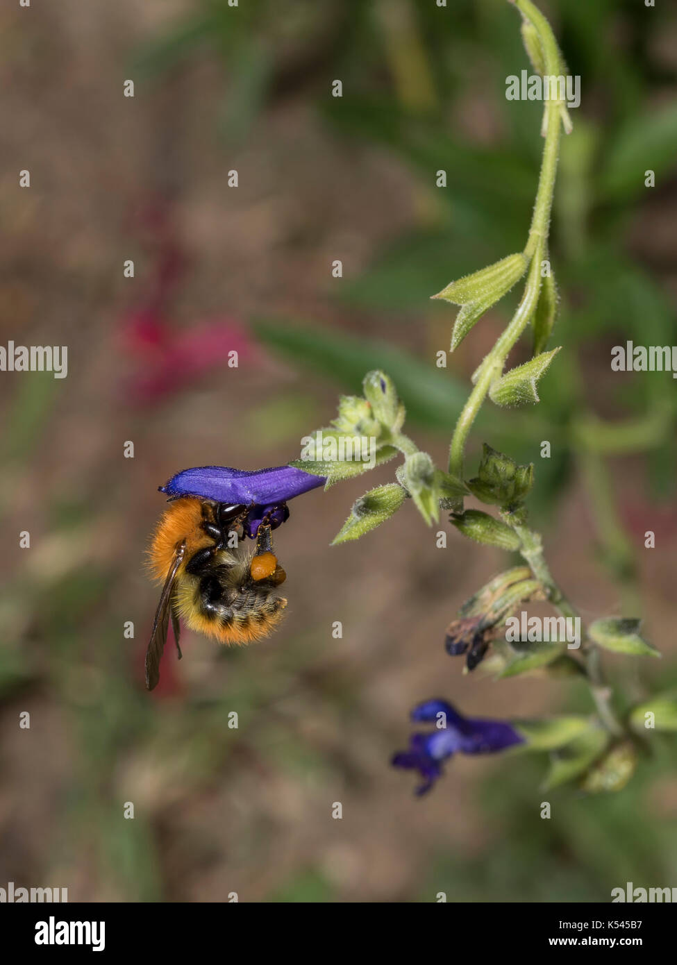 A bumblebee nectar robbing a flower in a South of France garden, insect ...