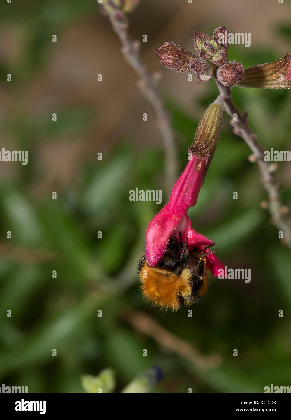 A bumblebee nectar robbing a flower in a South of France garden, insect ...