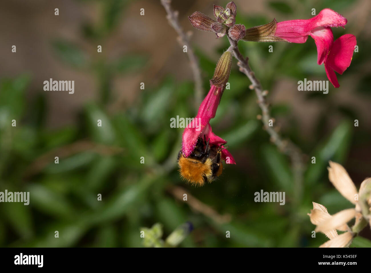 A bumblebee nectar robbing a flower in a South of France garden, insect ...