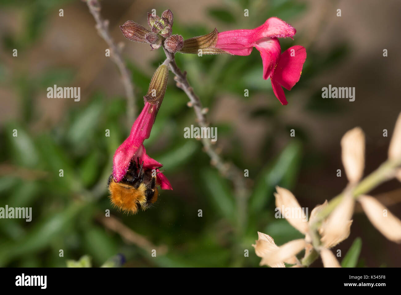 A bumblebee nectar robbing a flower in a South of France garden, insect ...