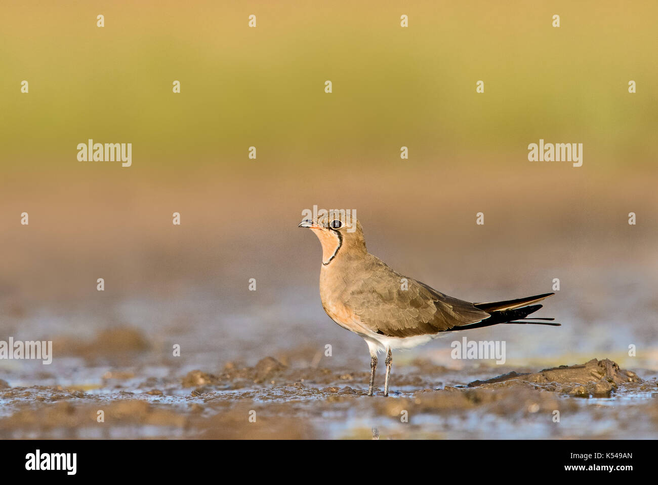 African pratincole hi-res stock photography and images - Alamy