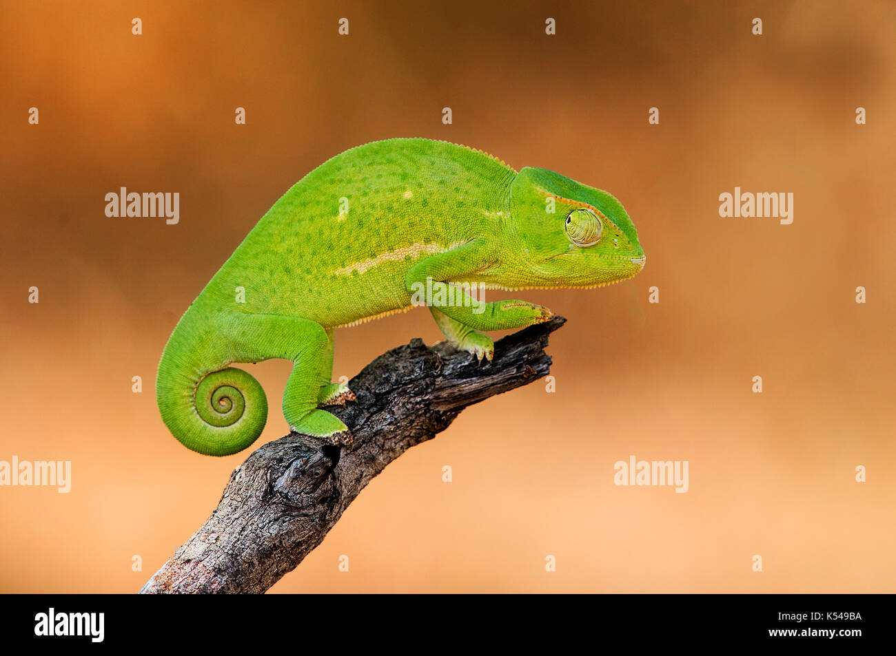 Do Senegal Chameleons Change Colors