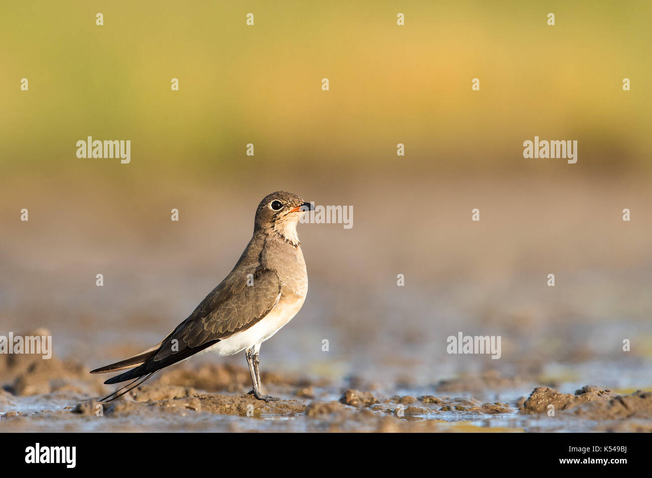 Collared Pratincole High Resolution Stock Photography and Images - Alamy
