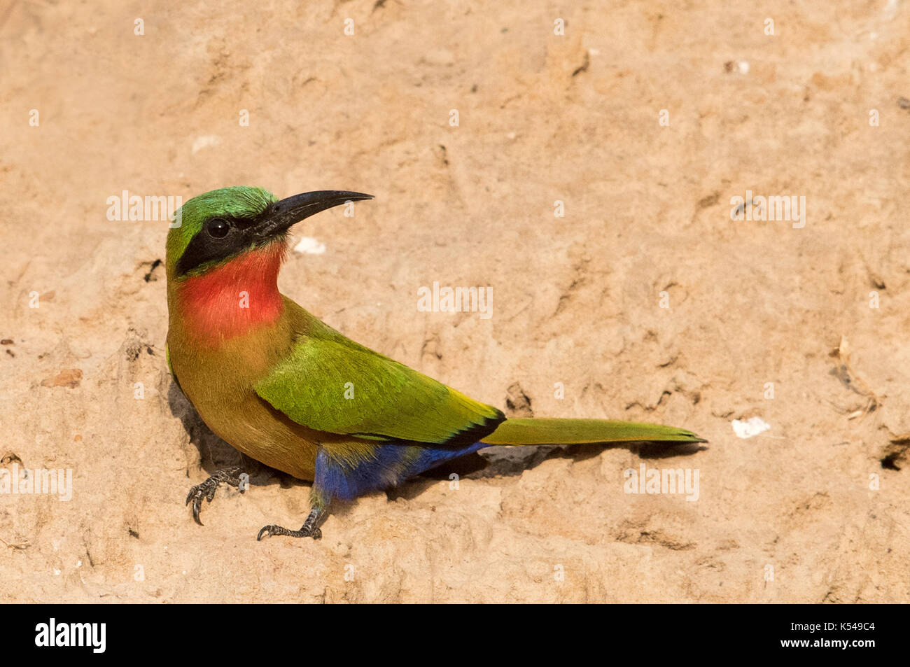 African bee nest hi-res stock photography and images - Alamy