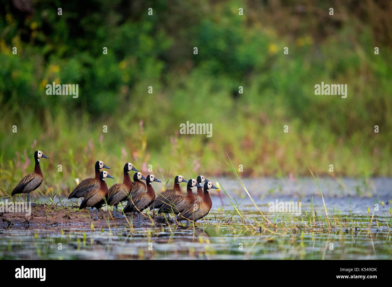 Whistling duck creek hi-res stock photography and images - Alamy