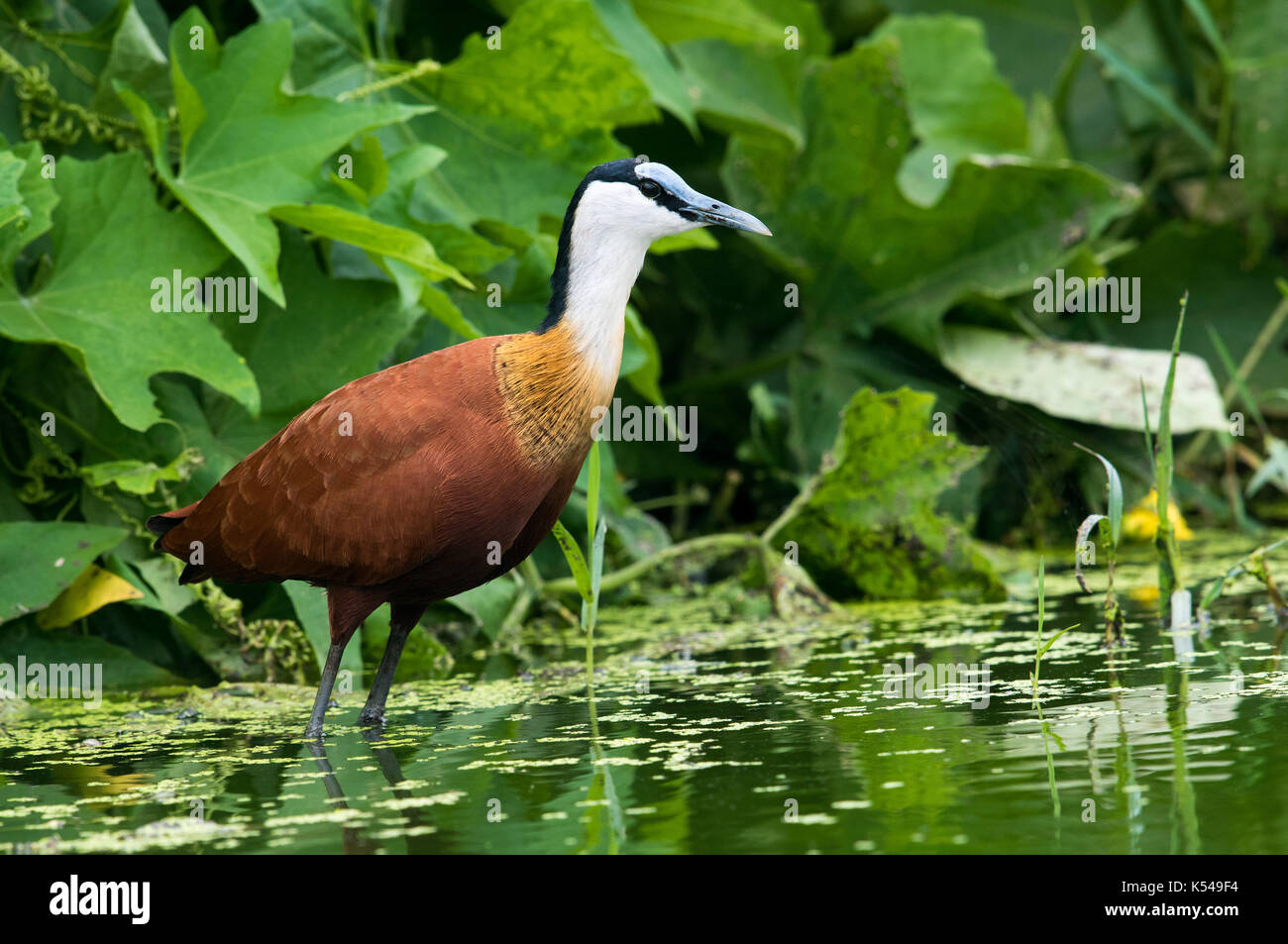 African jacana hi-res stock photography and images - Alamy